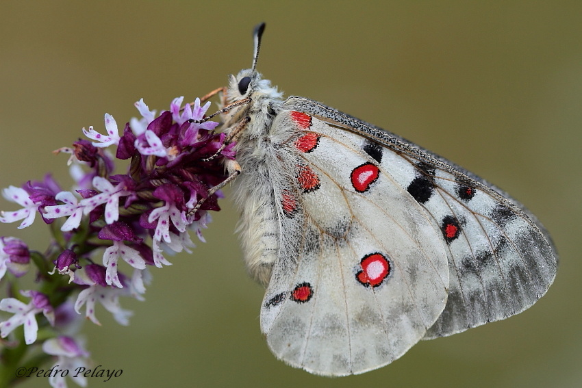 Fotografia de Naturaleza: Mariposa Apolo ( Parnassius Apollo )