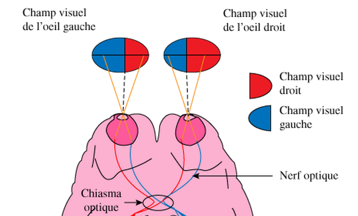 SVT-Navarro: juin 2015