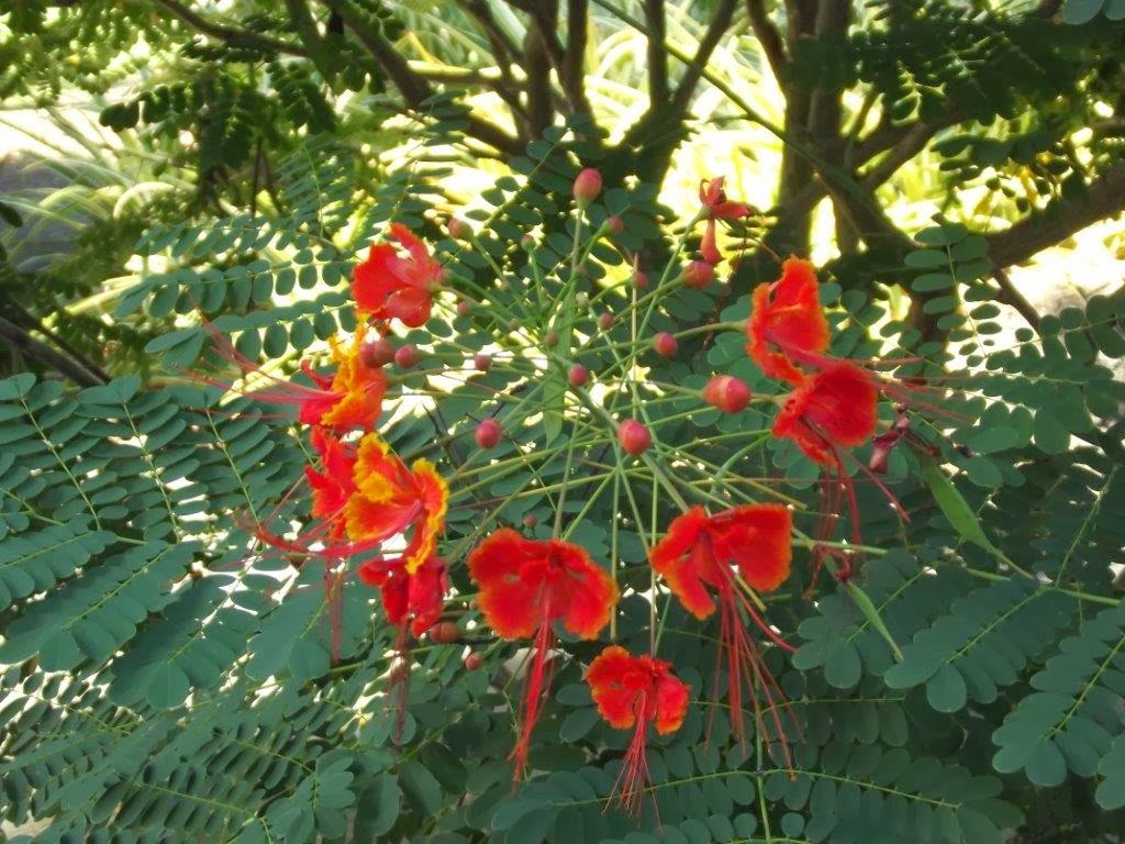 Garden Club of PEI: Gardens of the World : FOSTER BOTANICAL GARDEN ...