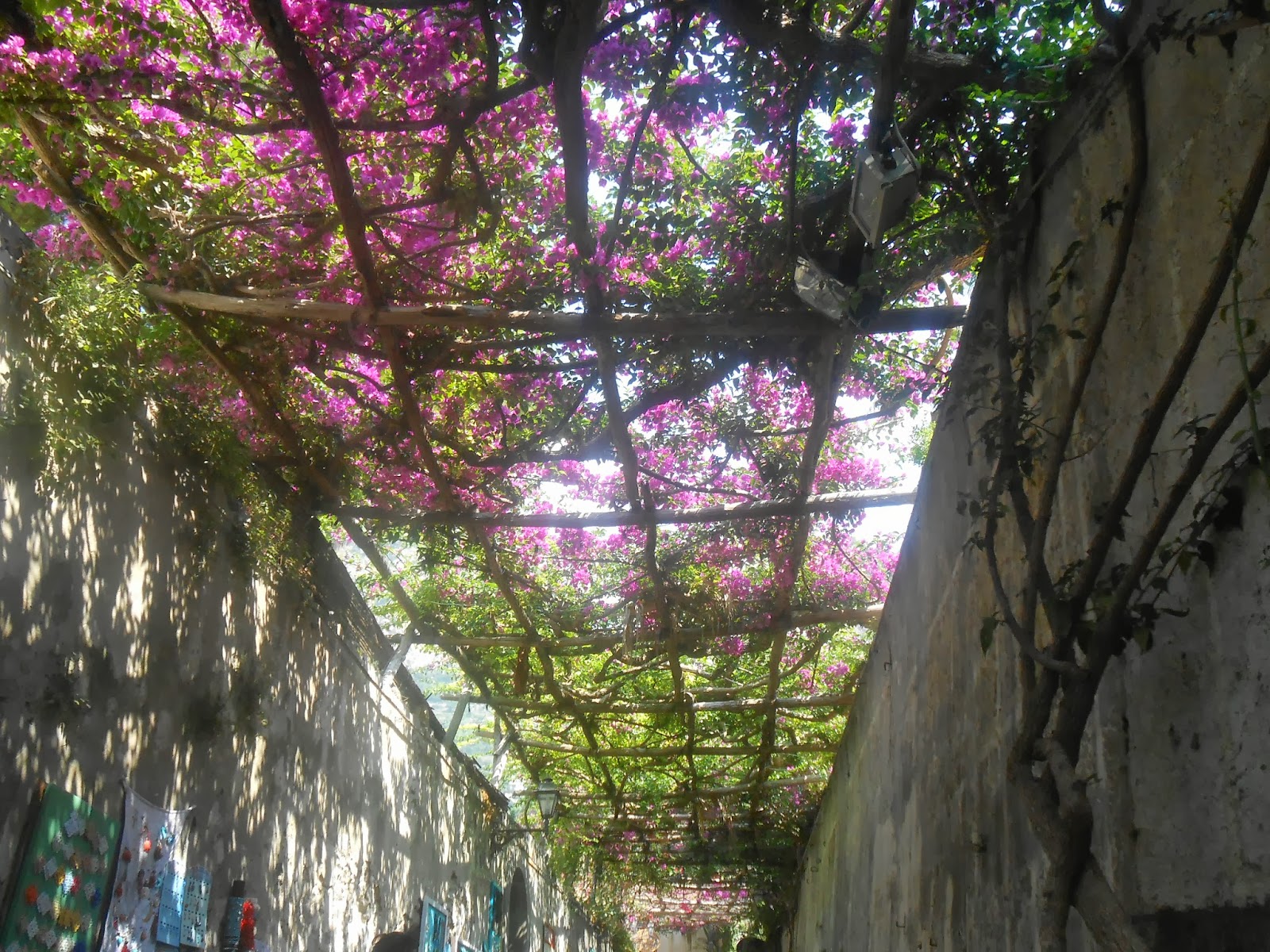 A Garden in Positano: Positano purple selection: Favorite summer flower ...