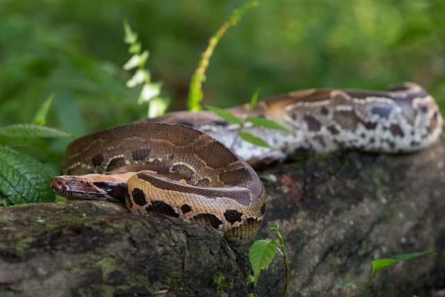Ular Asli Indonesia: Python breitensteini