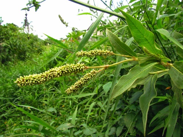 Humedales en Puerto Rico Papo Vives et al: POLYGONUM ACUMINATUM YERBA ...