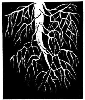 PlantSciences: Tap Roots and Fibrous Roots