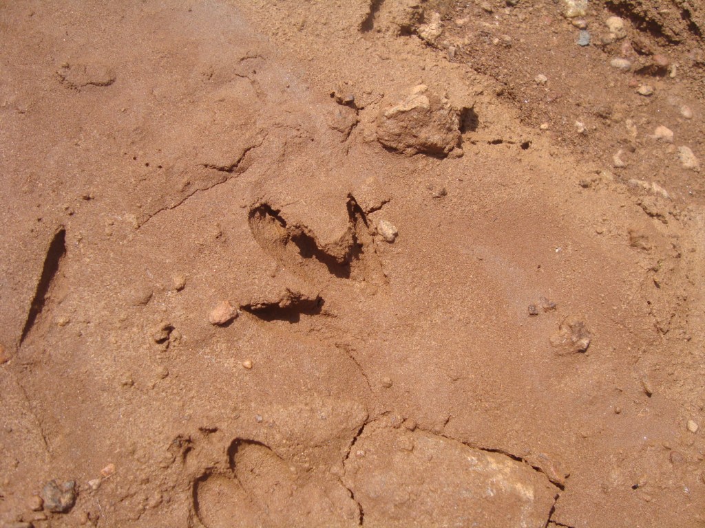 Bhatkal-The Hidden Beauty: Sharavathi Valley wildlife sanctuary