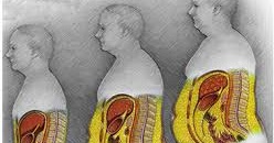 Nutrição e Assuntos Diversos: Gordura Visceral, onde fica essa gordura?