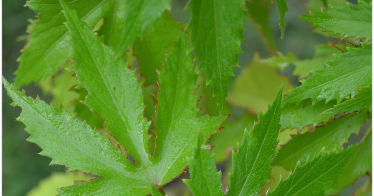 10 Top Health Benefits Nutrition Uses Of Gongura Pulicha Keerai