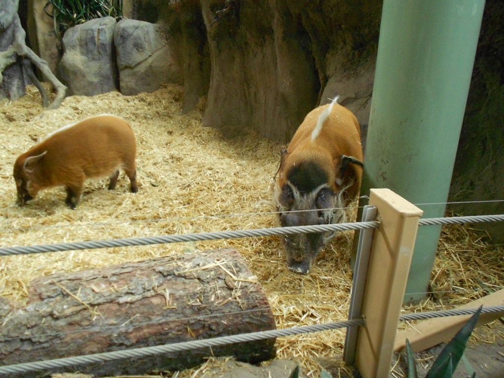 Snacking Squirrel: Calgary Part Two: Zoo