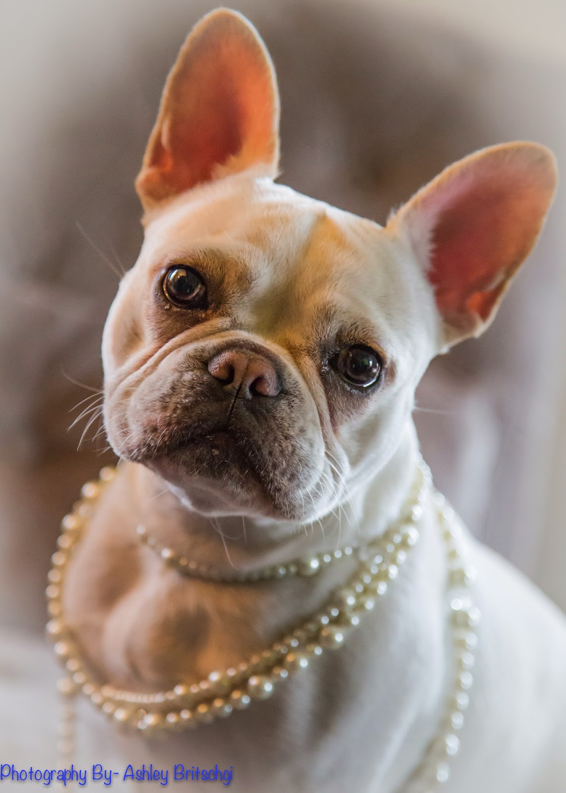 Photography By- Ashley Britschgi: Frenchie Love