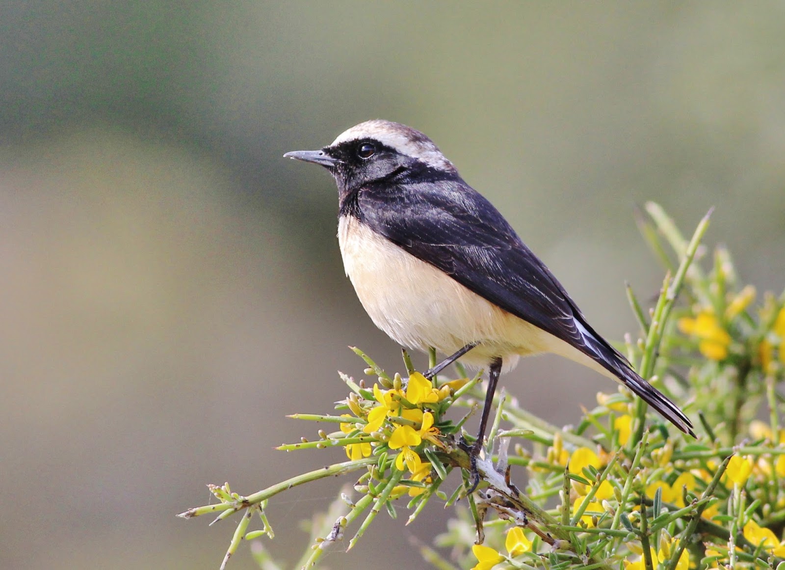Biodiversity of Cyprus by NGO Protection of the Natural Heritage and ...