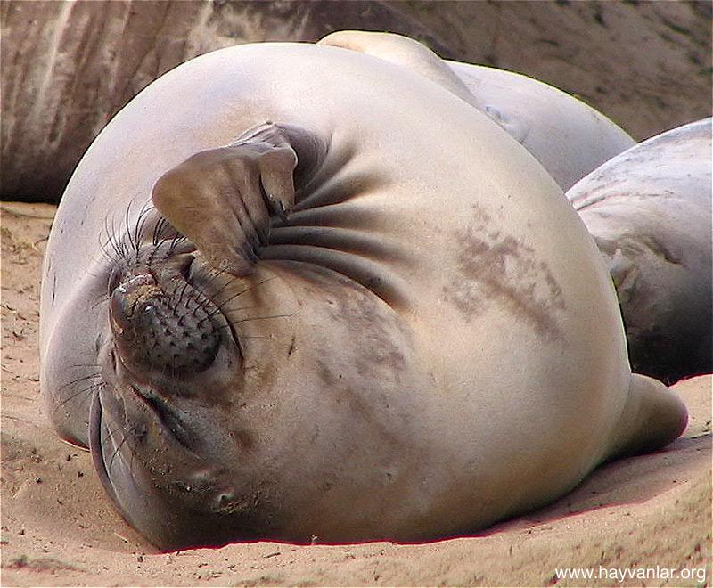 Sevimli Fok Balığı Resimleri ~ Resimler Diyarına Hoşgeldiniz