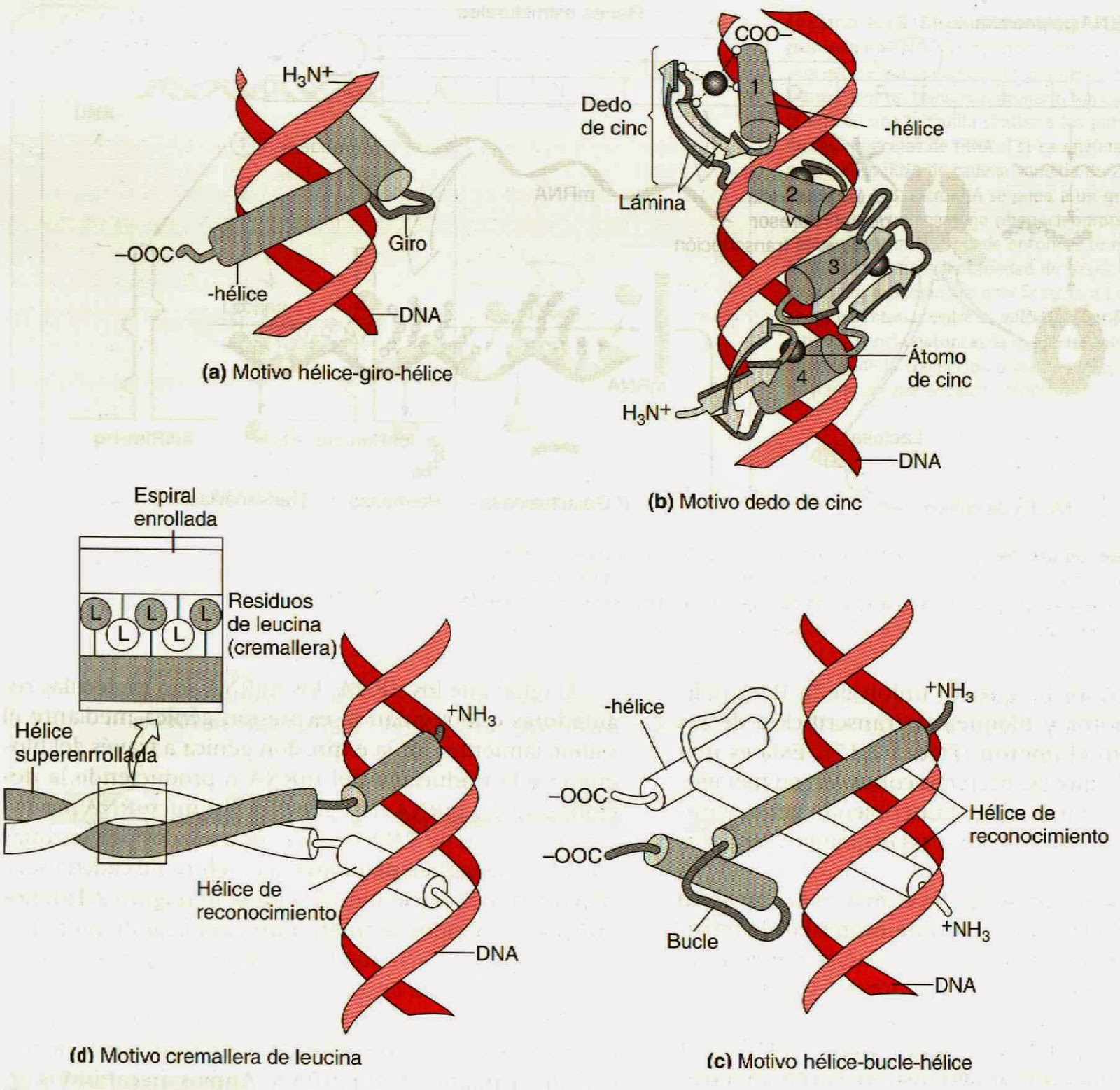 Apuntes de Biotecnología: Control de la expresión génica por proteínas ...