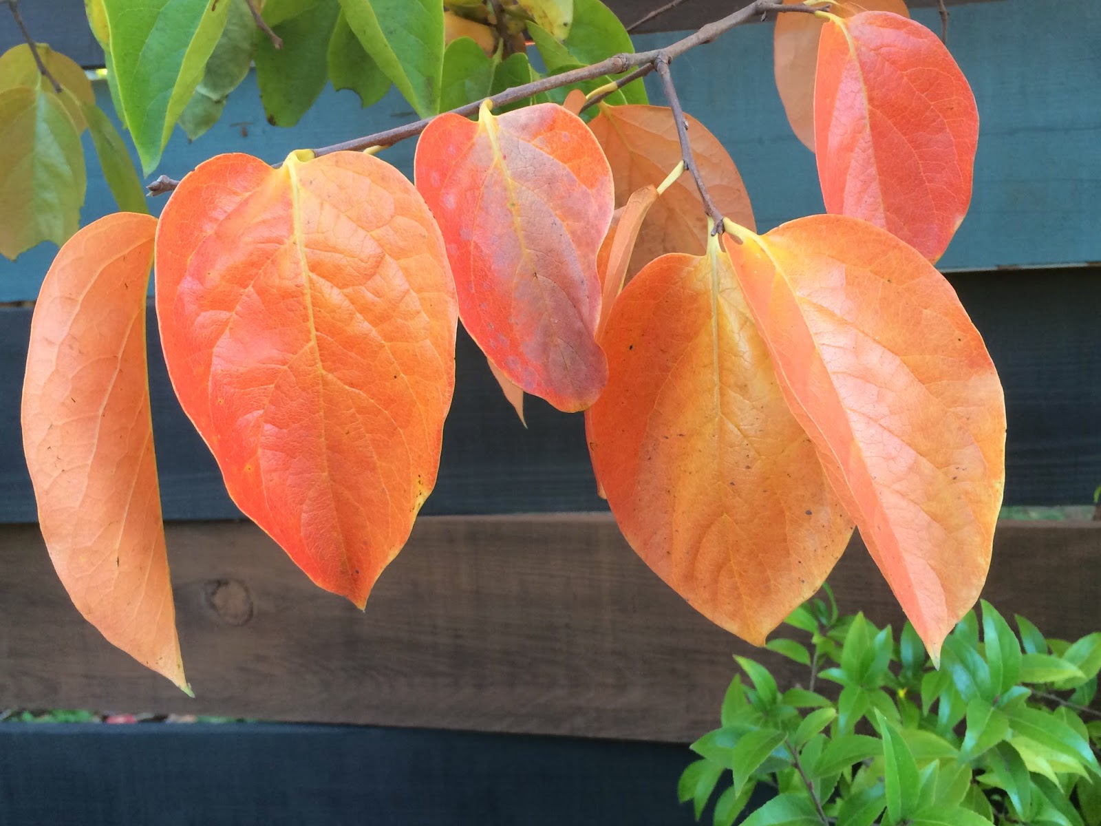 Trees of Santa Cruz County: Diospyros kaki 'Hachiya' - Hachiya ...