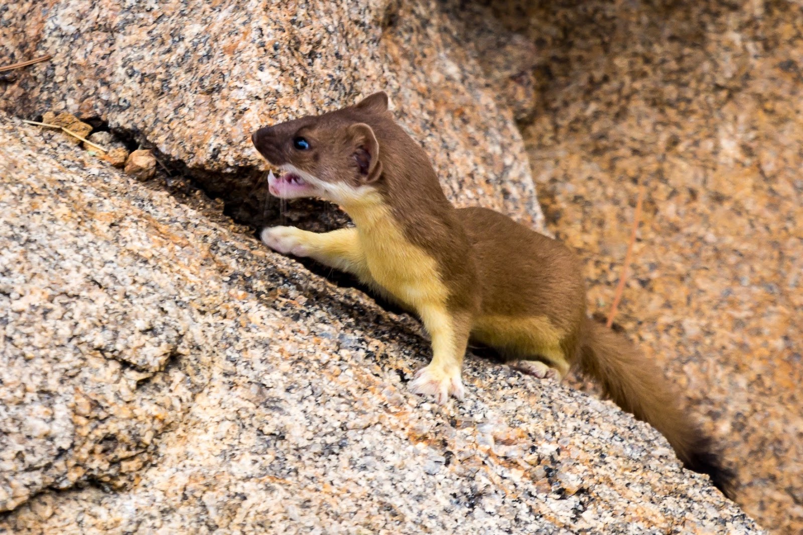 Just Our Nature: Pop goes the weasel!