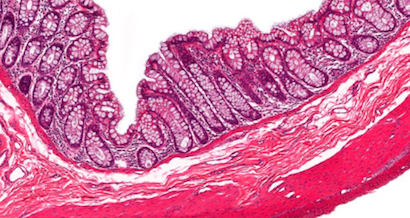 Histologyguide.com Get A Professor
