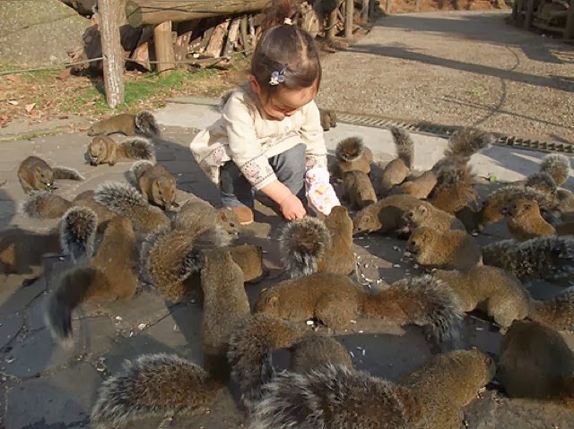 The News For Squirrels: The Squirrel Gardens of Japan