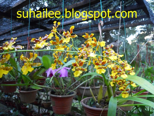 orkid liar : orkid liar / hutan dan kacukan