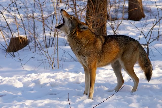 White Wolf : Poachers kill 10% of the remaining Red Wolf population in ...