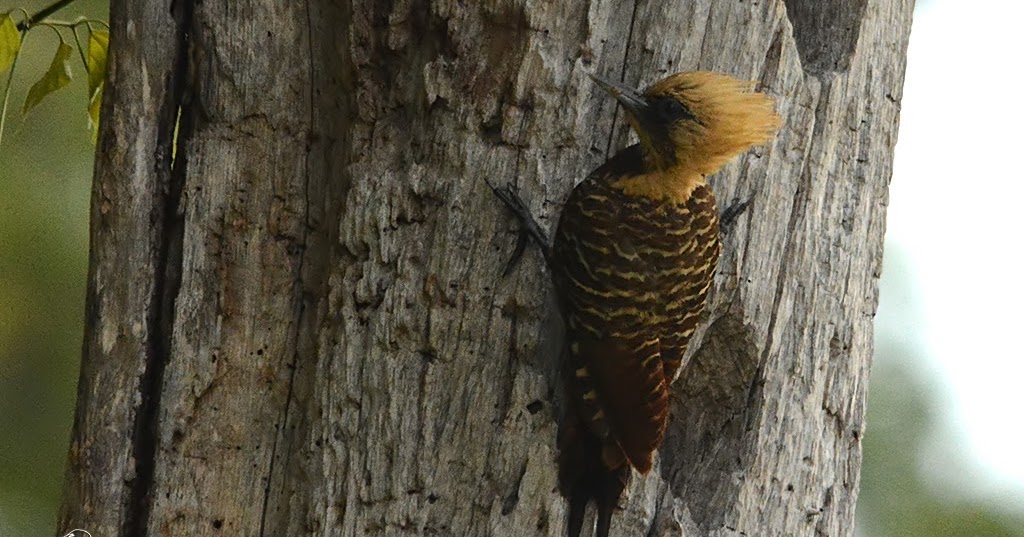 Aves del Nea: Carpintero copete pajizo (Pale-crested Woodpecker) Celeus ...