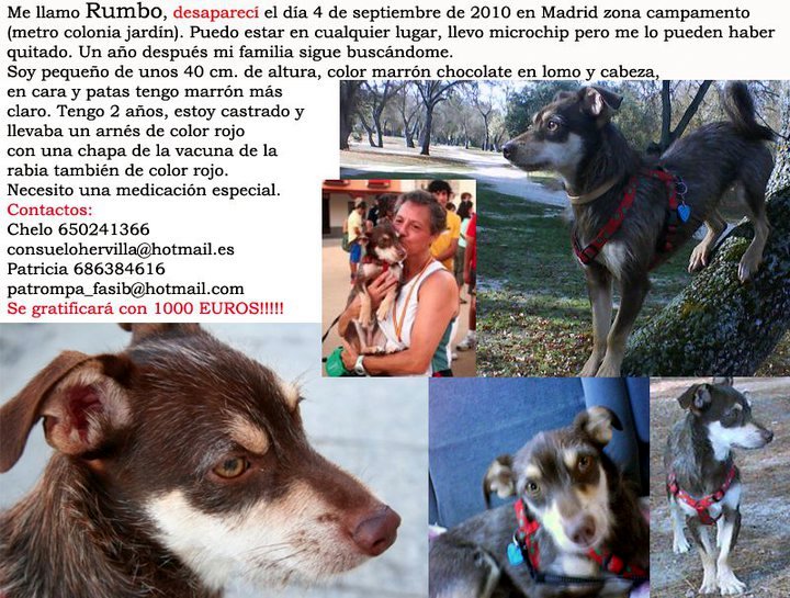 NOBLE GALGO: BRANDON UN LABRADOR EN ADOPCION‏.