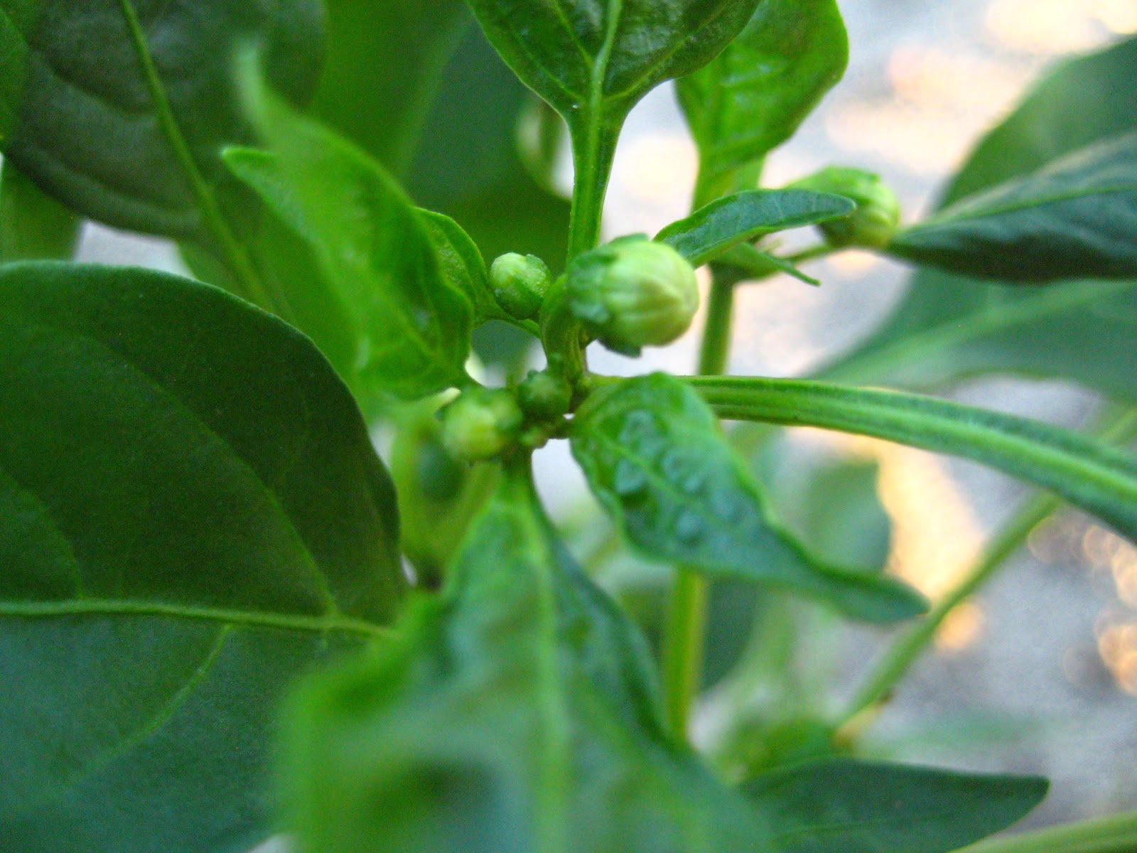 Progress of the Garden: Pictures 10/22