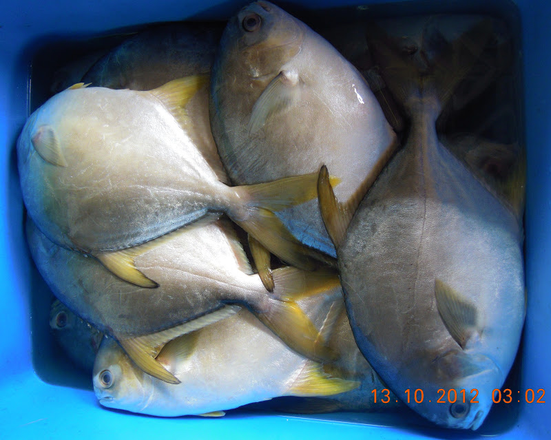 lizjournal ...: Mari Mengenal Ikan - Jeram