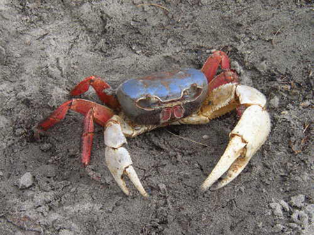 CUIDADO DE LOS ECOSISTEMAS DE LA REGION TUMBES: SANTUARIO NACIONAL ...