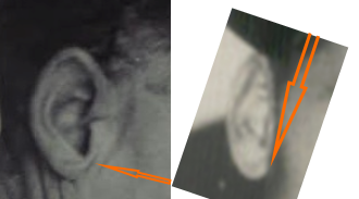 SOMERTON MAN: EARS AIN"T EARS.... ~ ....CARL/CHARLES WEBB WAS NOT THE ...