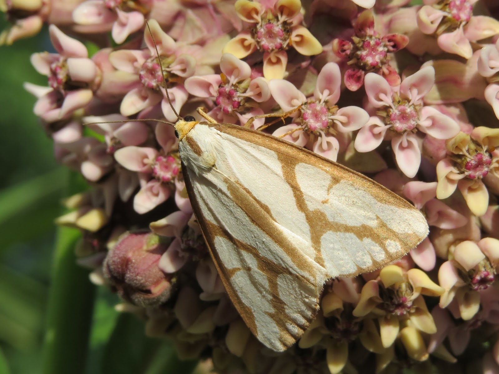 Blue Jay Barrens: Milkweed Catches Moth