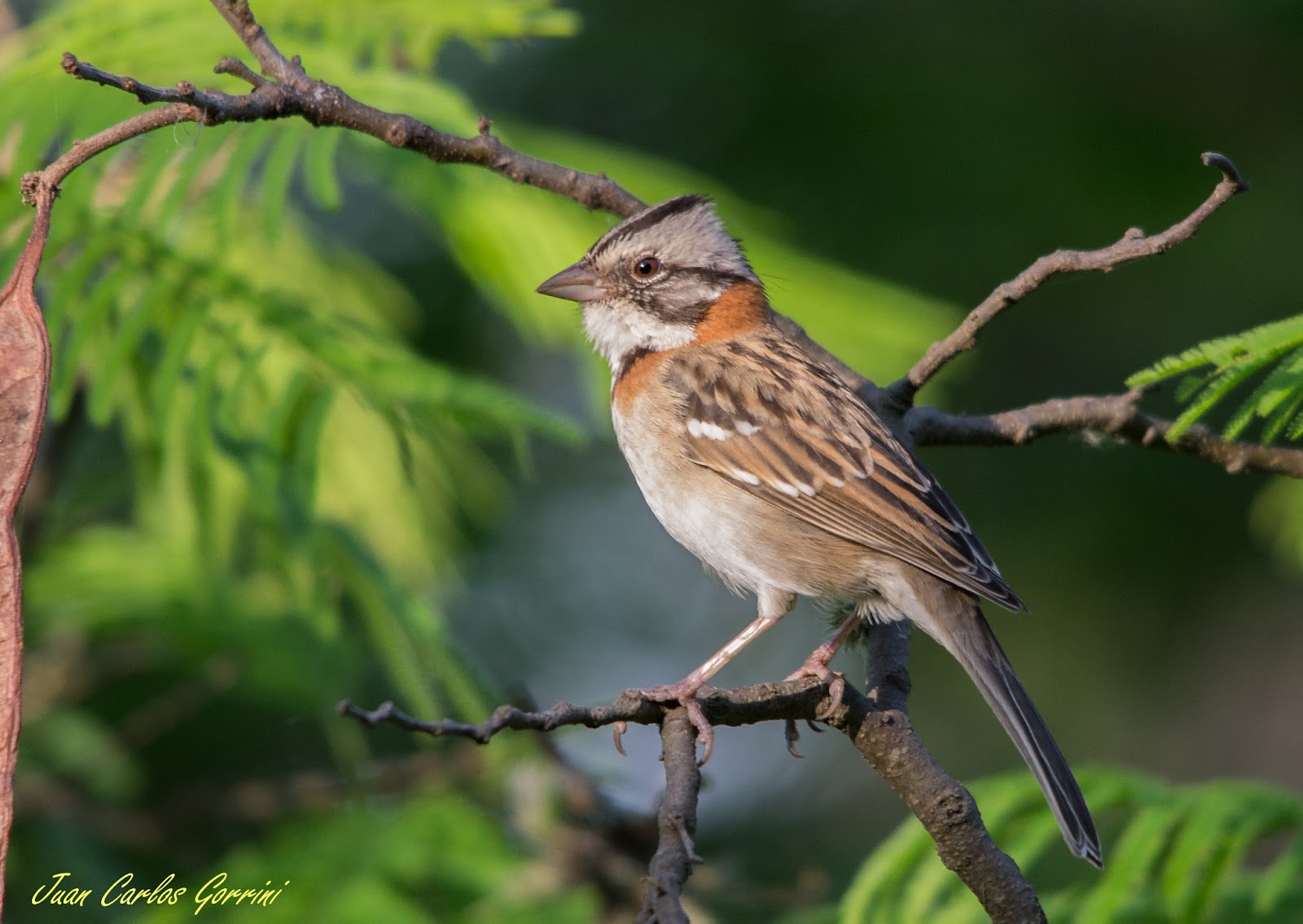 Aves Rosario de la Frontera Salta: Chingolo, confiado y siempre presente