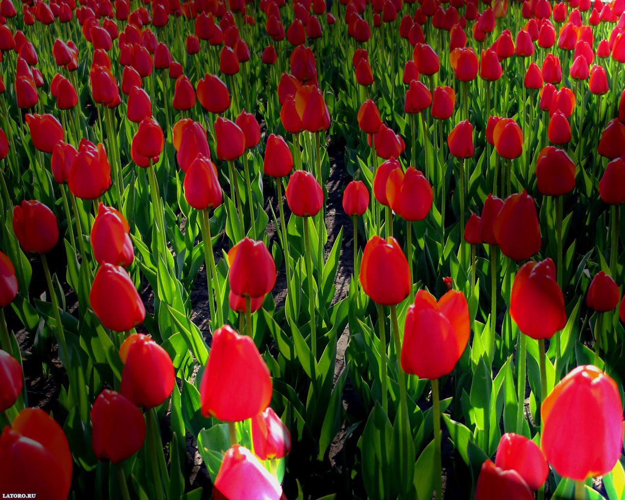 Hot Love Quote: desktop wallpapers | desktop pictures | computer ...