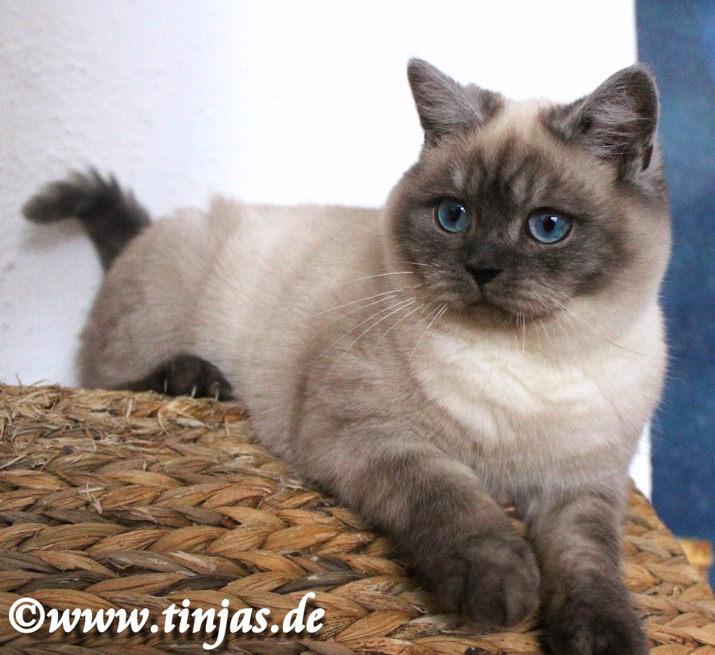 Britisch Kurzhaar und Scottish Fold Rassekatzen in cinnamon und point