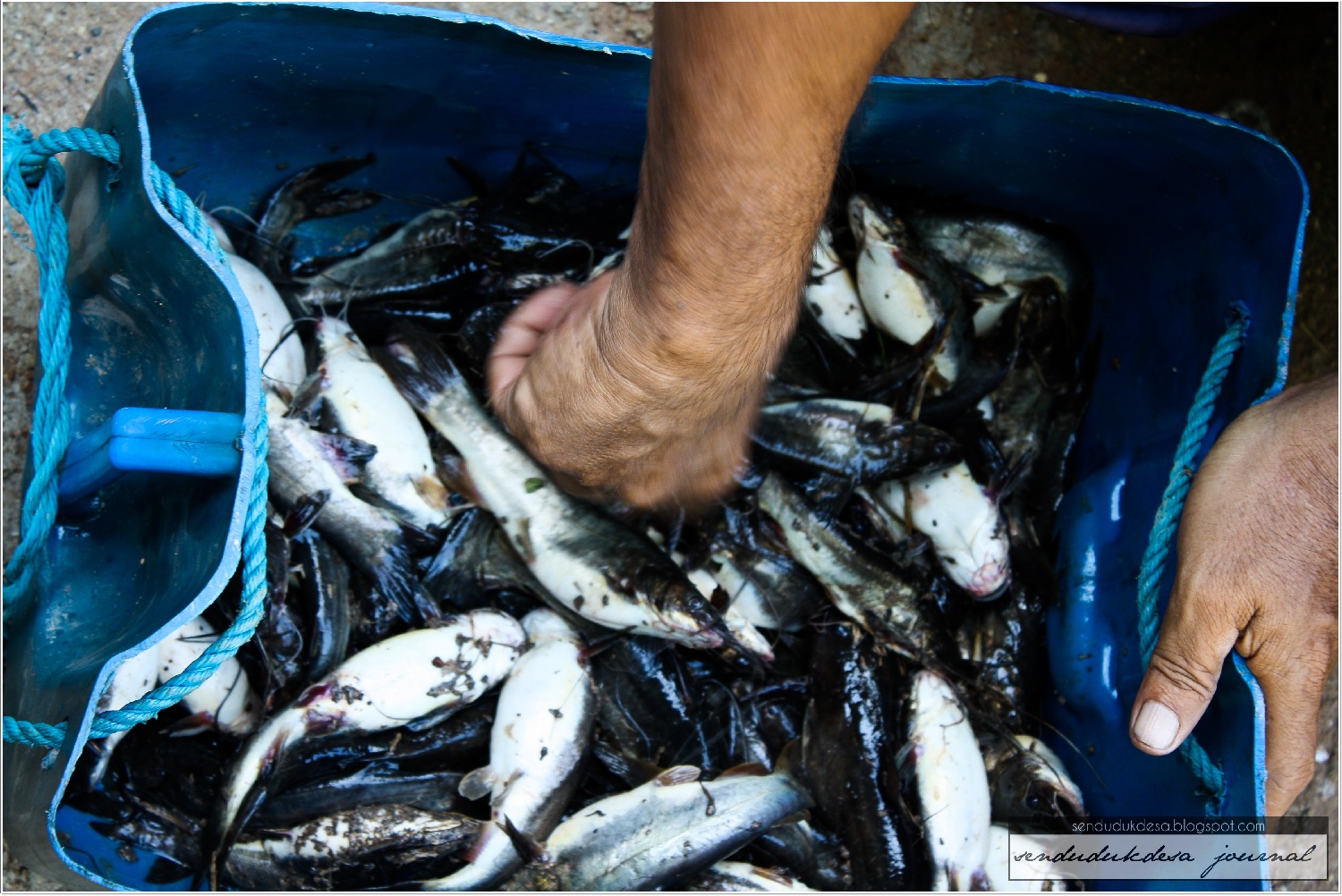 sendudukdesa journal: Menyiang Ikan Tembakul
