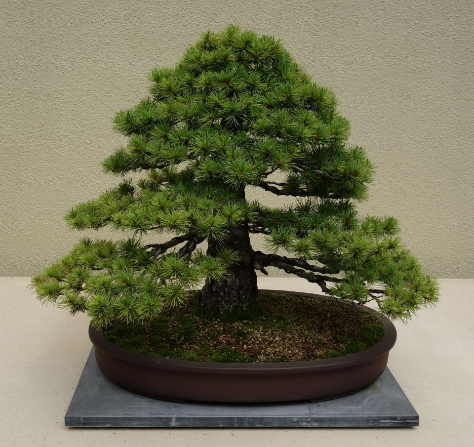 John's Island: Japanese White Pine - Bonsai