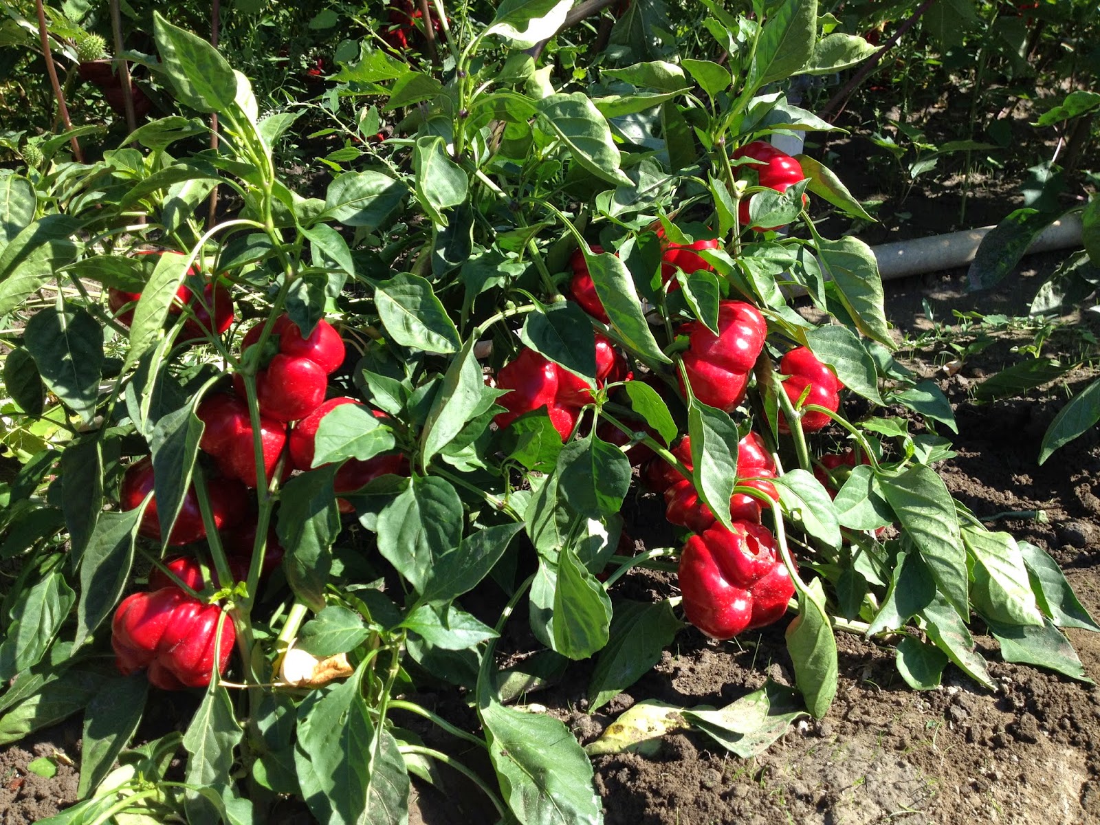 Seed Revolution Now!: Red Ruffled Pimiento