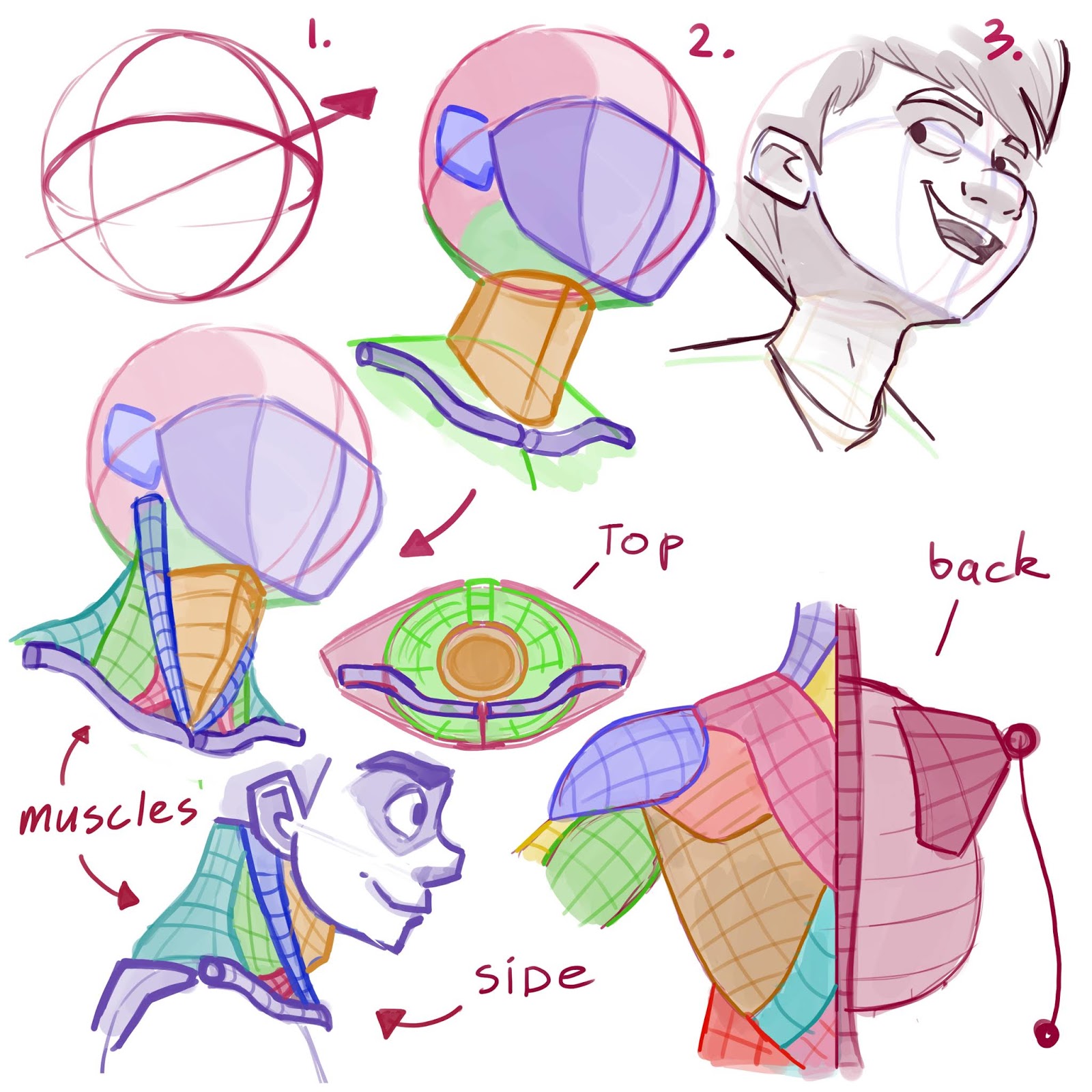 Learning drawing principles: neck