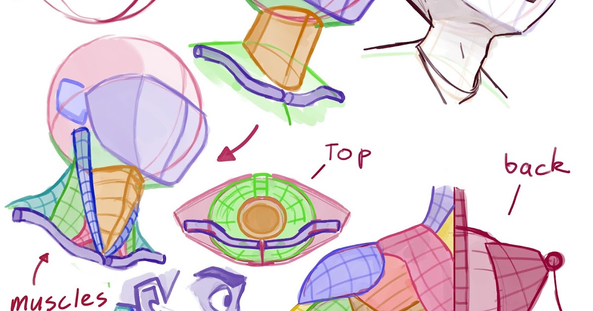 Learning drawing principles: neck