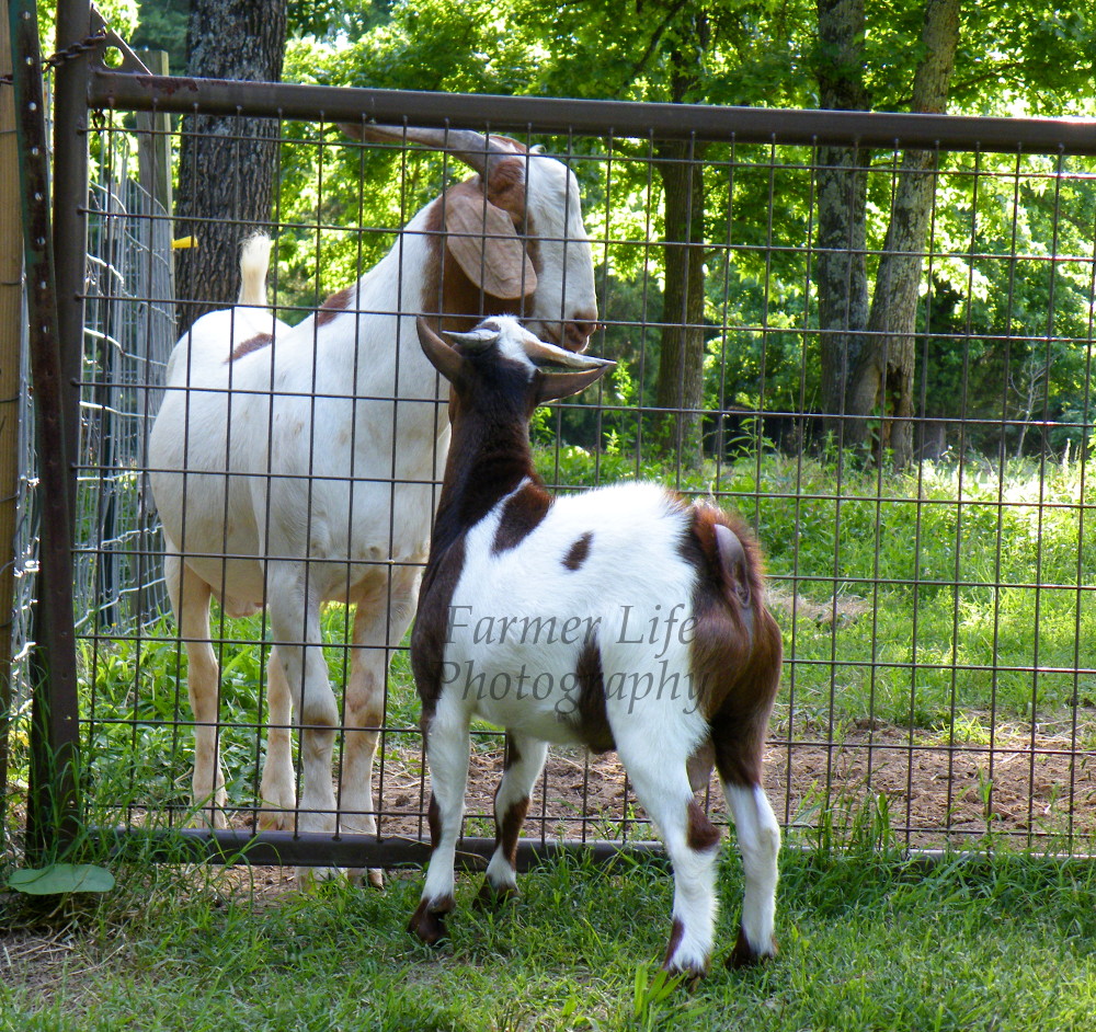 Living A Farmer's Life: The Boers
