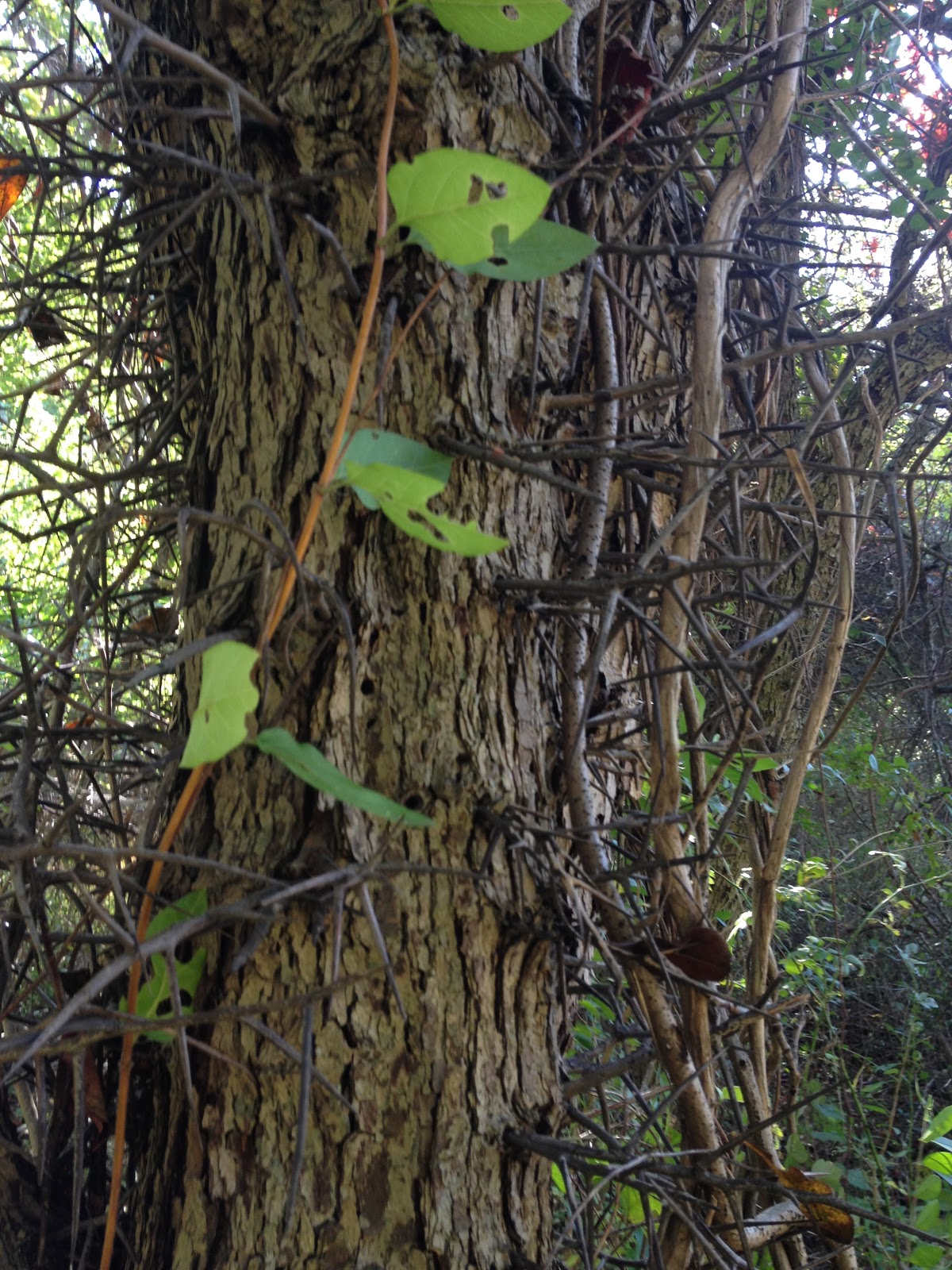 PHILLY TREES: BIRDBERRIES: THE DUCKS FLY MOON