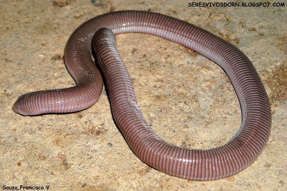 FAUNA E FLORA DO RN: Cobra-de-duas-cabeças Amphisbaena alba Linnaeus ...