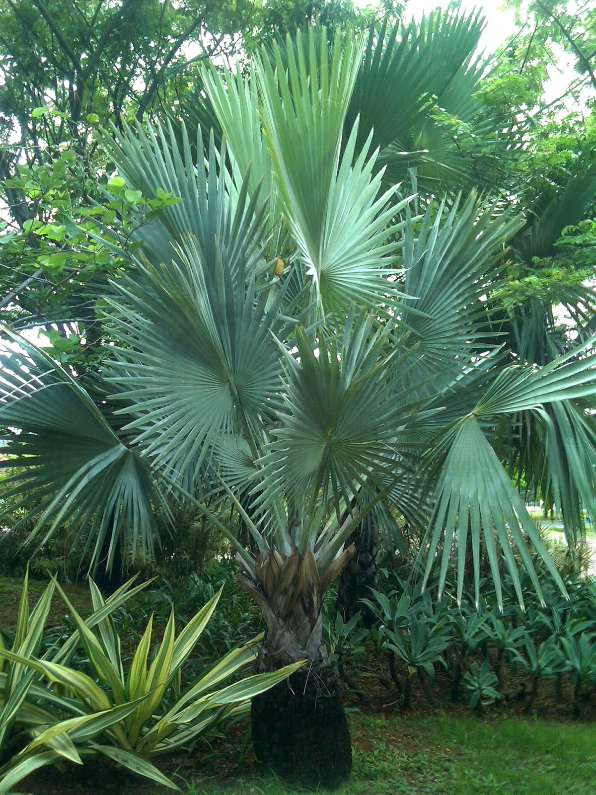 Macam macam jenis pohon palem | JUAL TANAMAN HIAS MURAH | TUKANG TAMAN ...