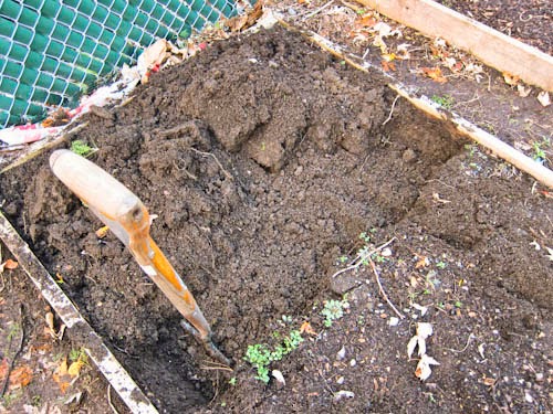 Daphne's Dandelions: Double Digging