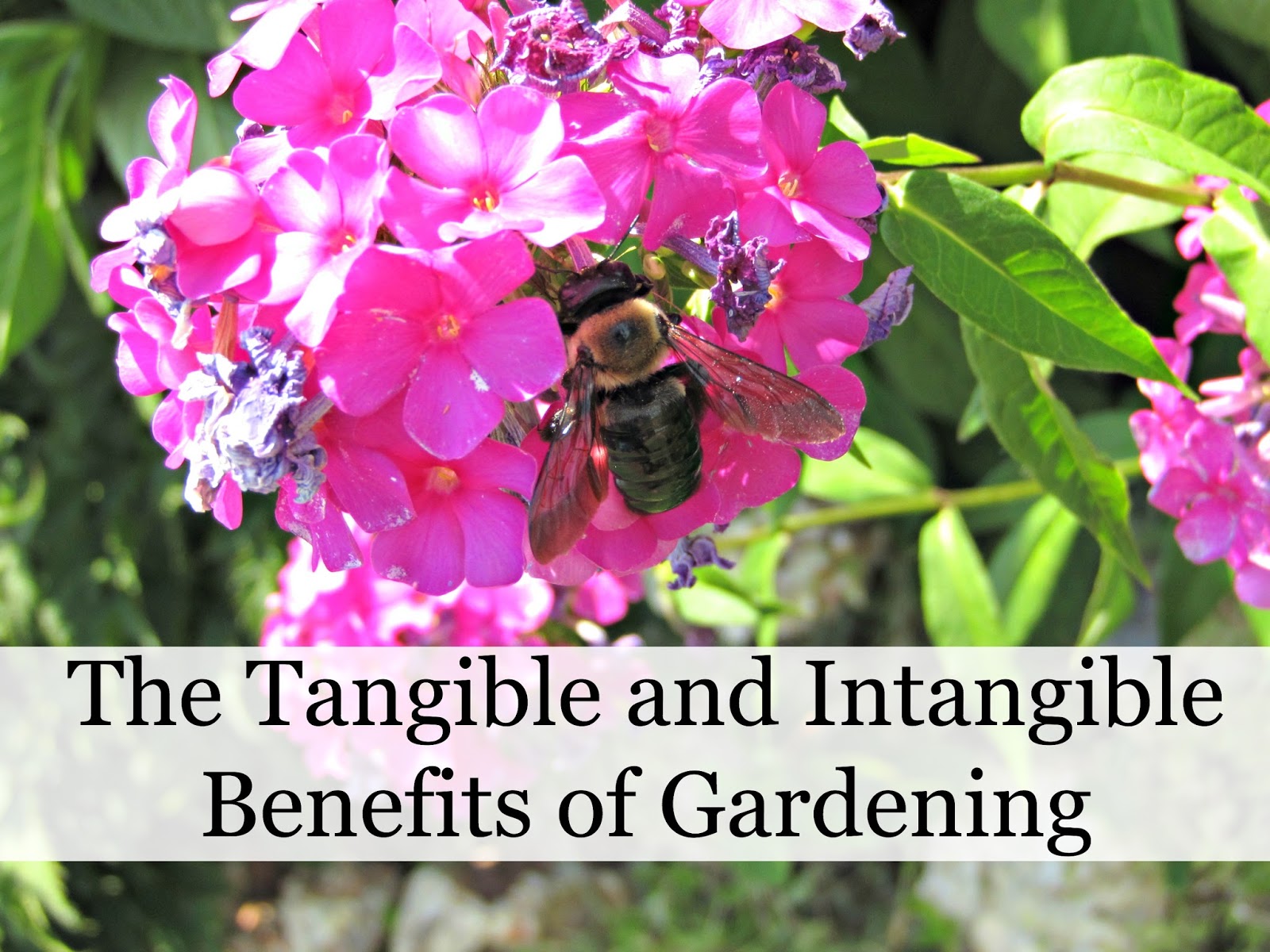The Tangible and Intangible Benefits of Gardening - Take It From Nicole