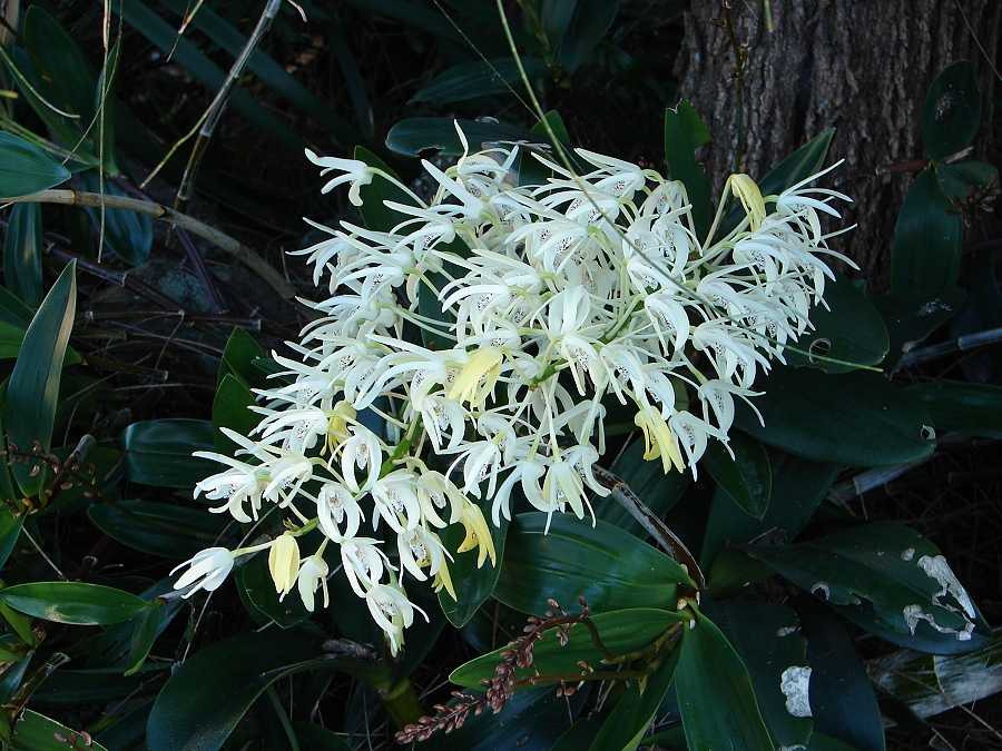 Snap Happy Birding: it's getting to look a lot like Spring-time ...