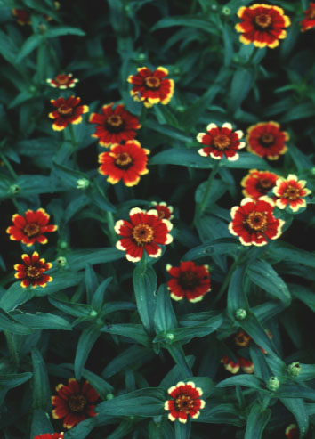 Pauca Verba: Welcome, Baby Zinnia ~ Prayers for Little Girls