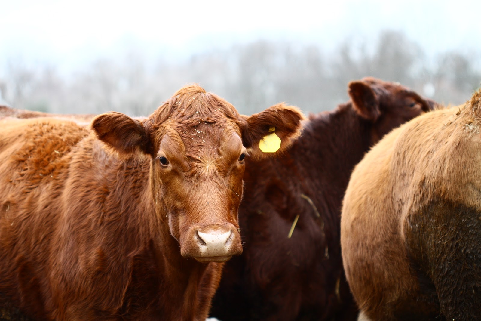 LFFC meats: The benefits of grass fed beef and bison.