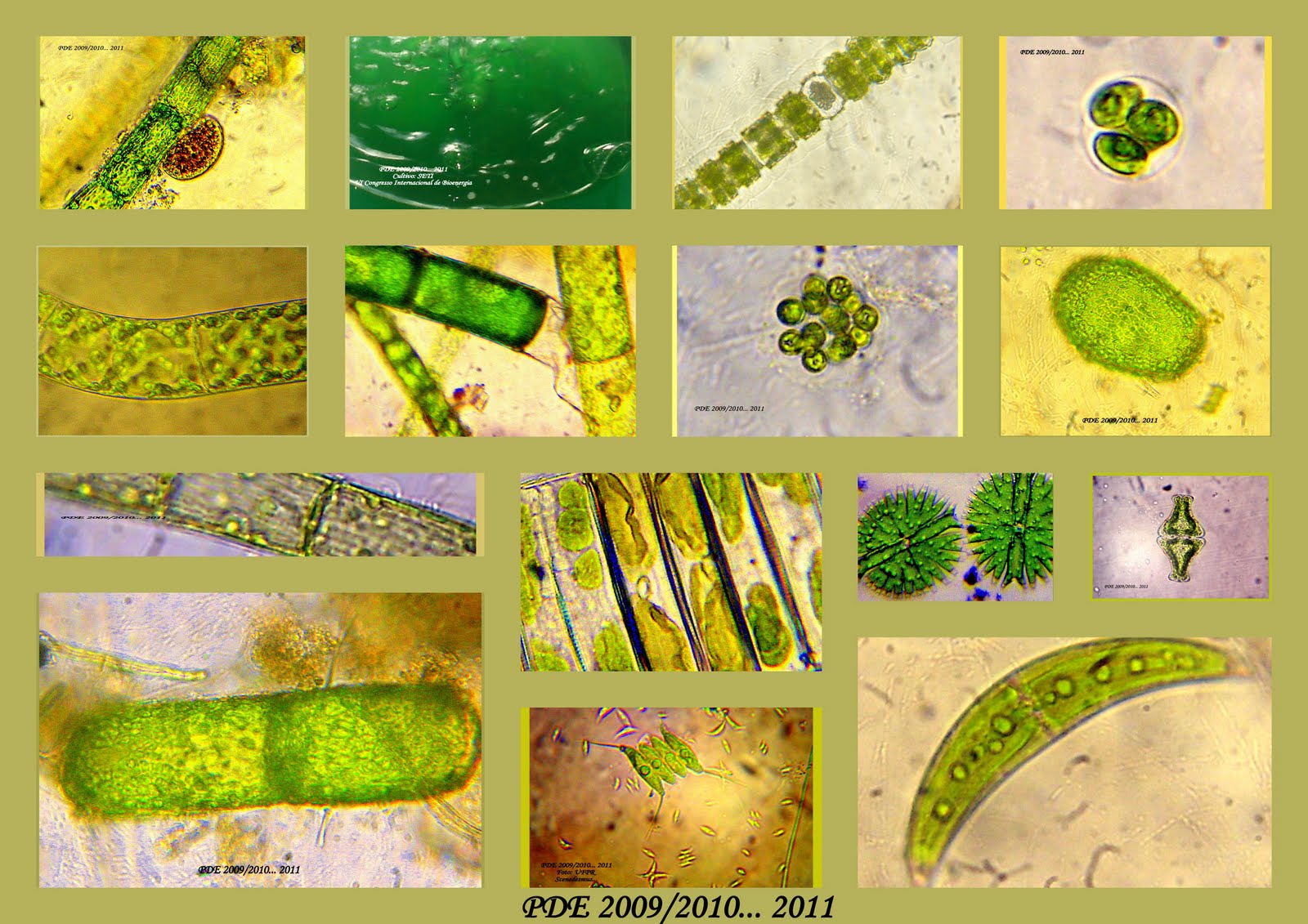 Cultivo de Microalgas em Fotobiorreatores: Homenagem especial ...