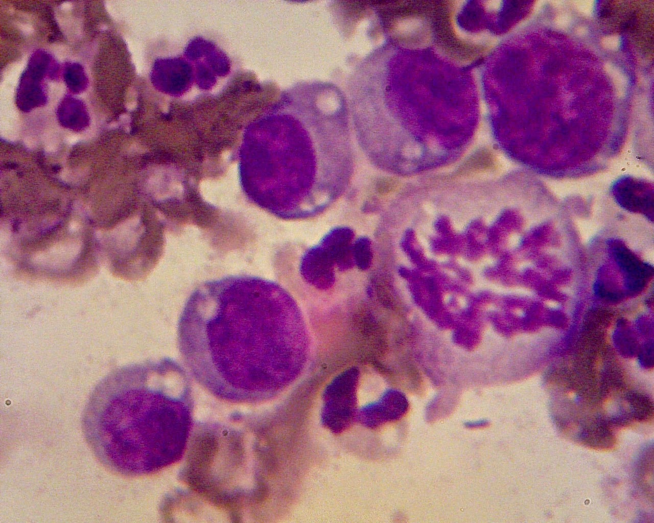 CLÍNICA VETERINARIA (NORTON) DR. MARCELO CANDO : TVT