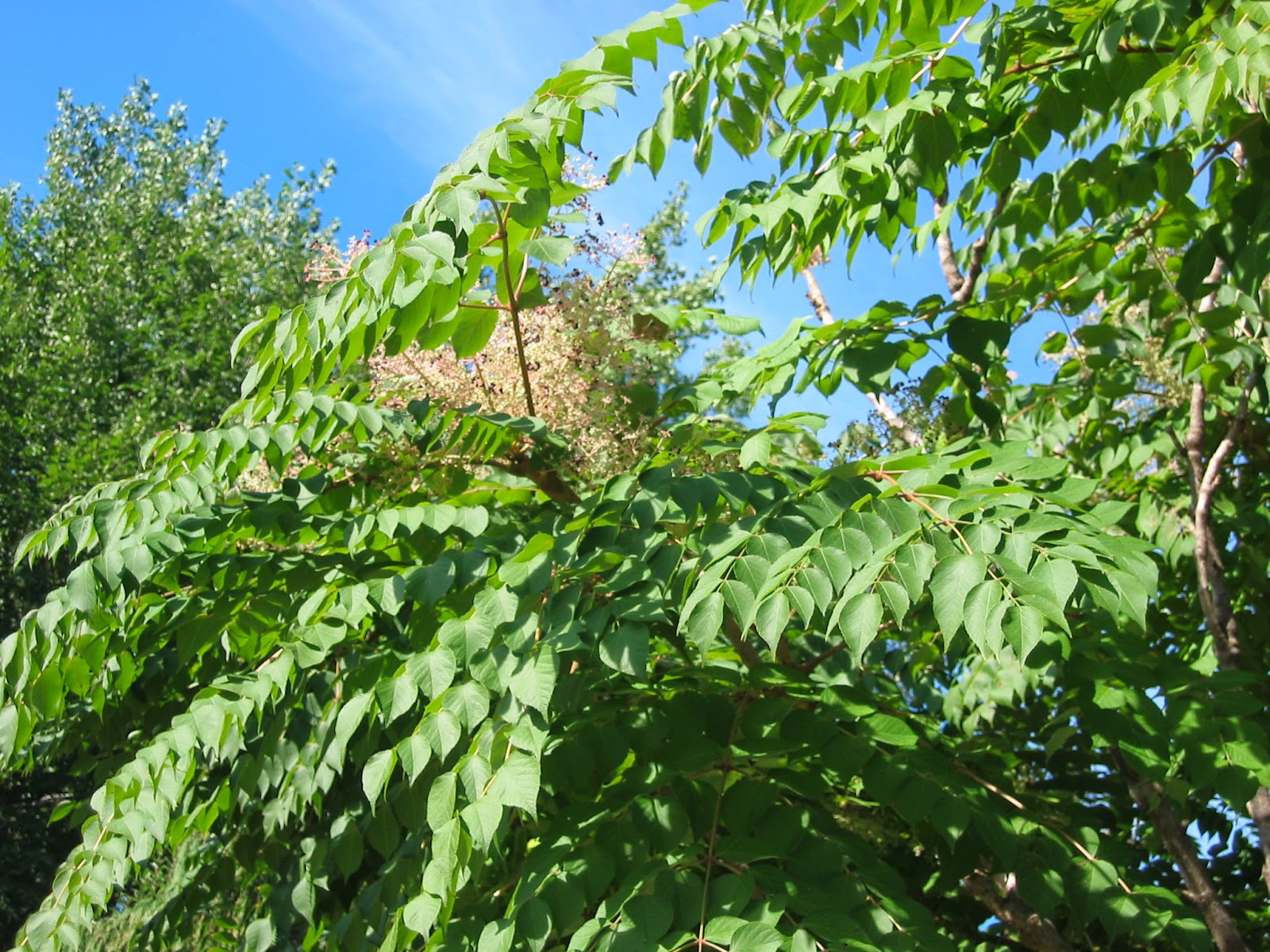 Thelma's Days: Japanese Angelica Tree