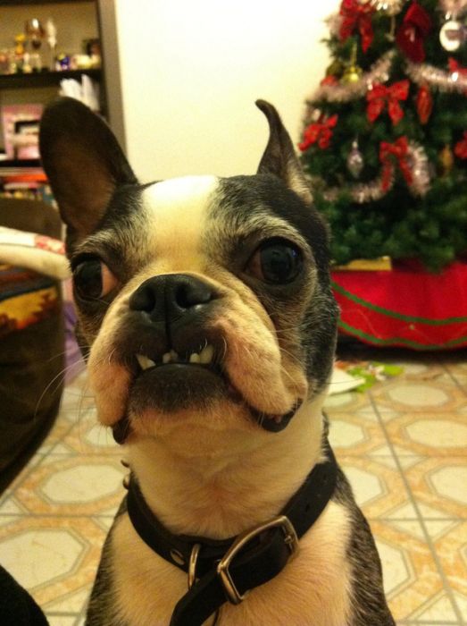 Perros bífios - Prognatísmo perruno. - Xorrada.com