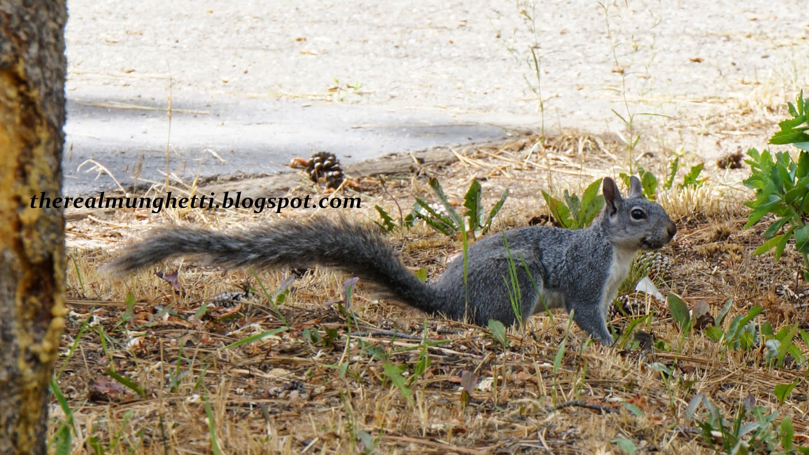 The Real Munghetti: The Long Tailed Squirrel